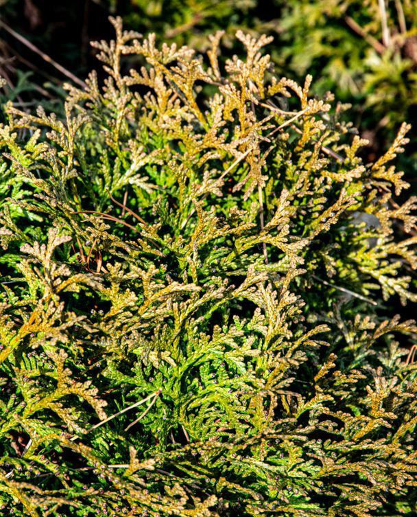 Thuja occidentalis 'Hetz Midget' - Hetz Midget Arborvitae | Powell Gardens