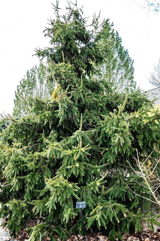 Picea abies 'Acrocona' - Acrocona Norway Spruce, Norway Spruce | Powell Gardens
